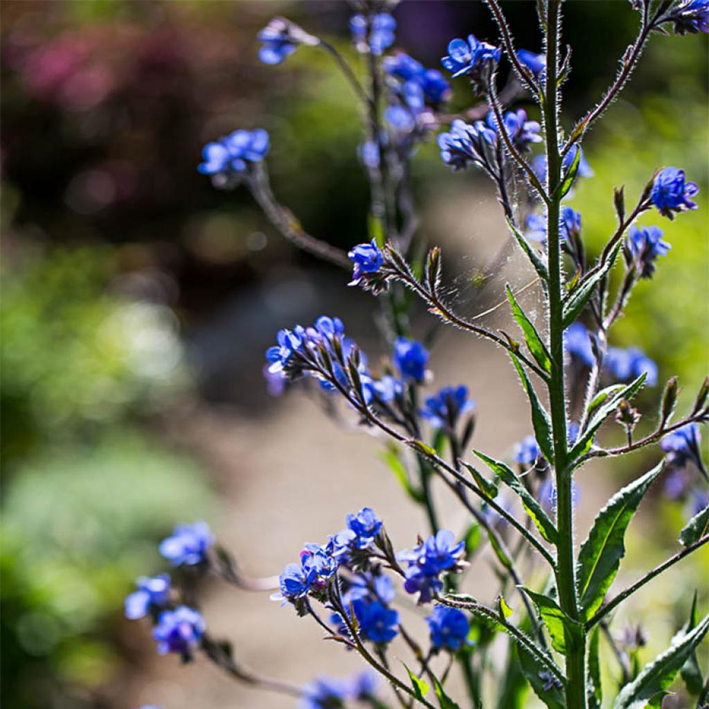 Anchusa azurea Dropmore - Anchusa italica - Buglosse azurée d'Italie