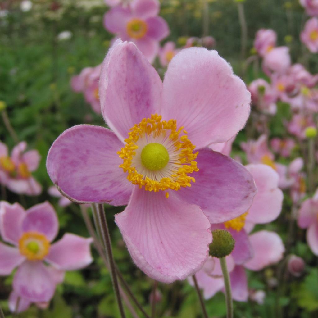 Anémone du Japon Little Princess – Anemone naine à fleurs roses