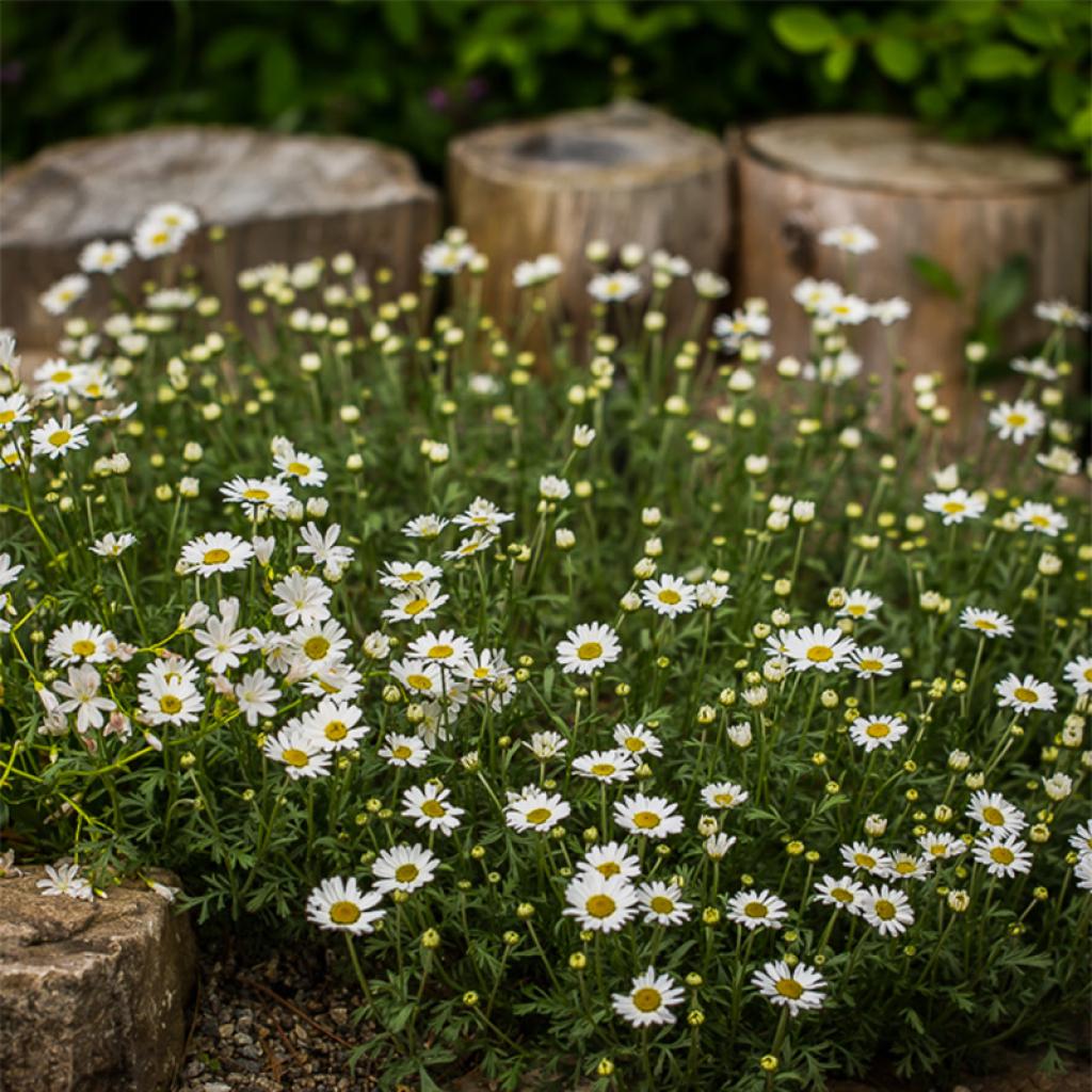 Anthemis carpatica Karpatenschnee - Camomille des monts Carpates ...