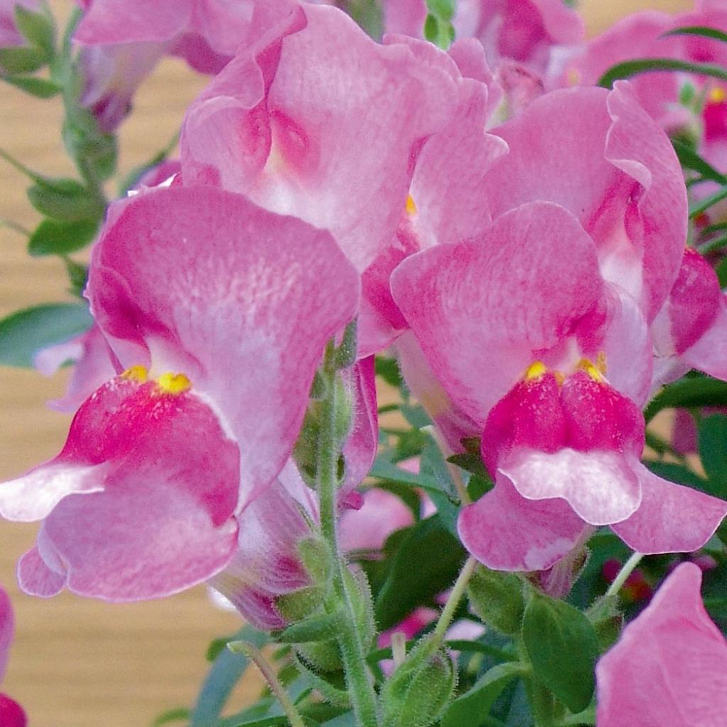 Antirrhinum Fruit Salad Up Purple - Muflier à grandes fleurs parfumées ...