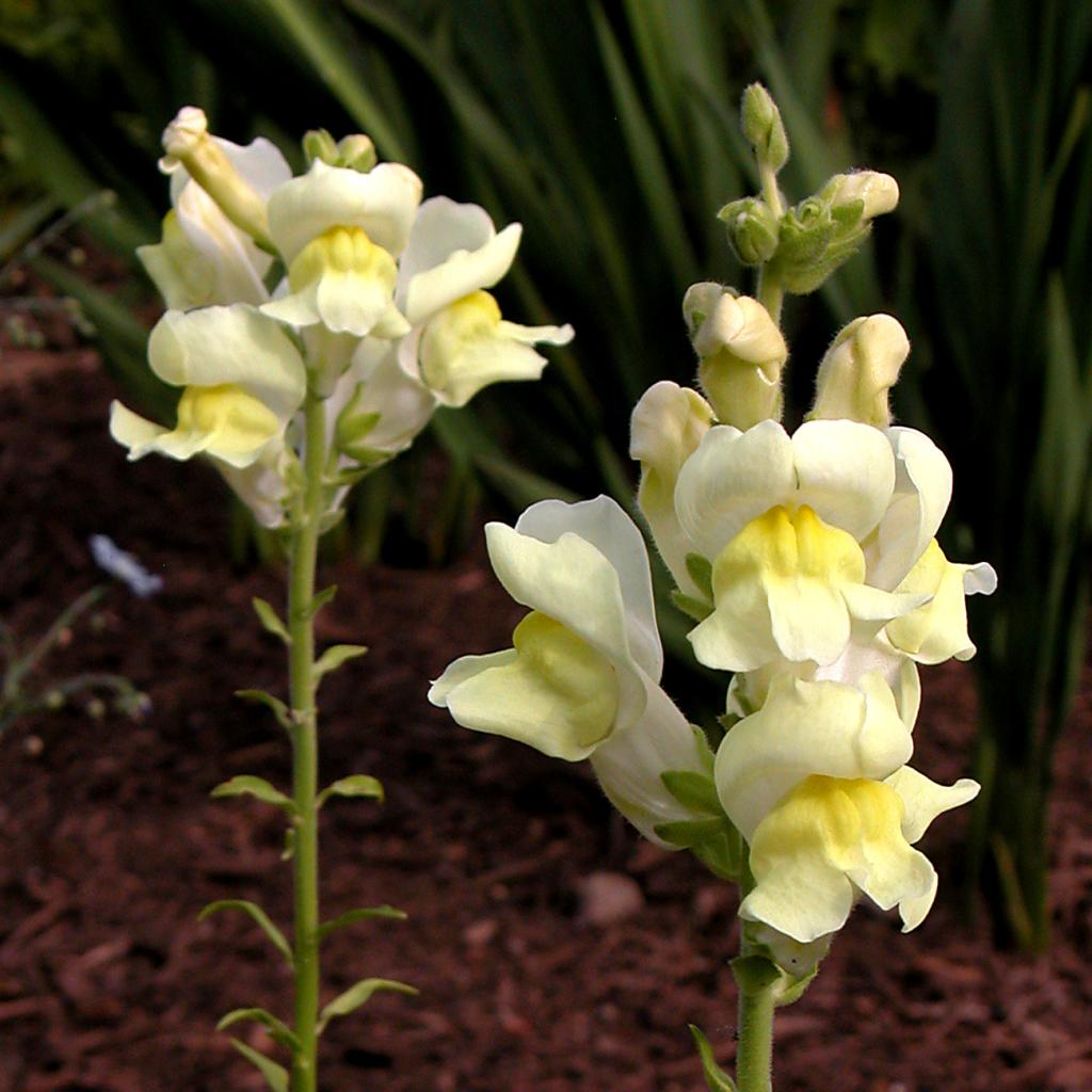 Muflier ou Gueule de Loup Braun-blanquetii – Antirrhinum jaune vivace