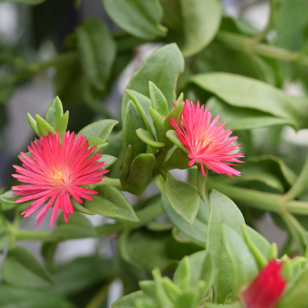 Aptenia cordifolia - Ficoide à feuilles en coeur vivace succulente et ...