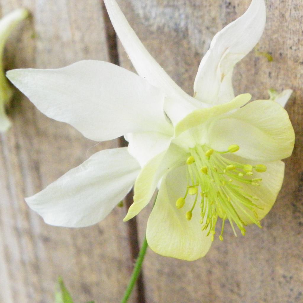 L'Ancolie caerulea Kristall, de grandes fleurs d'un blanc pur.