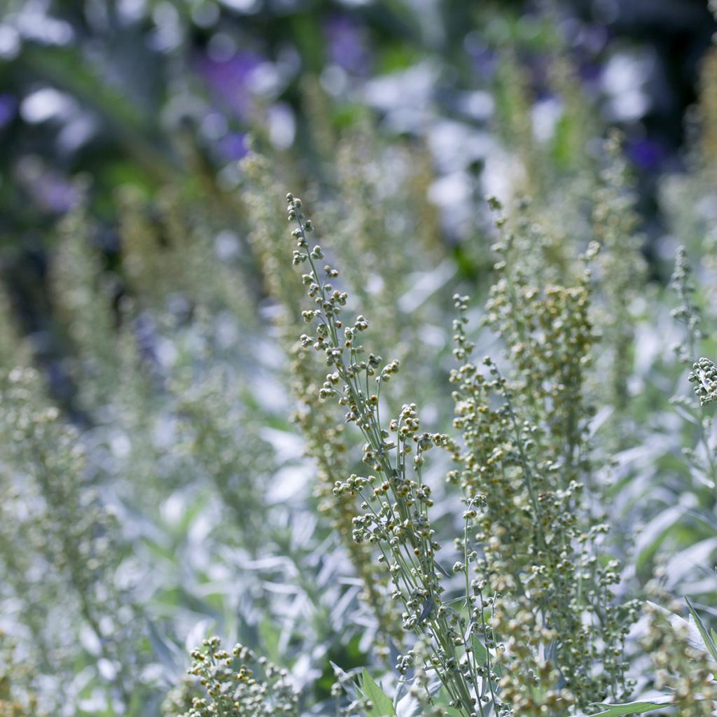 Artemisia ludoviciana Silver Queen – Une Armoise à feuillage argenté