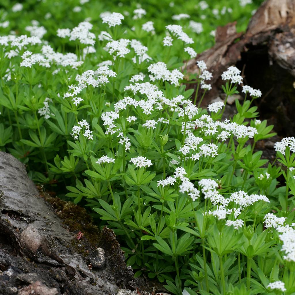 Aspérule odorante - Galium odoratum - Plante médicinale couvre sol