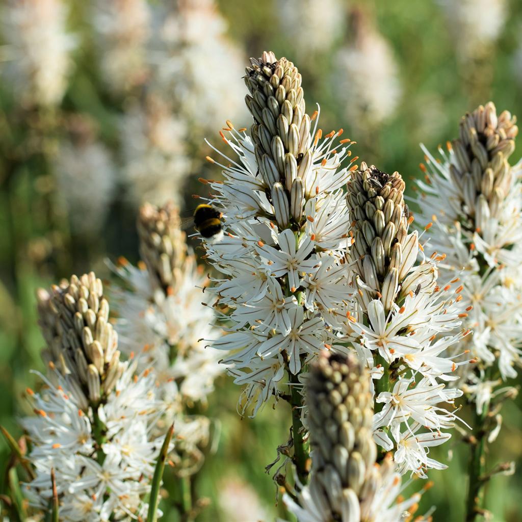 Asphodèle blanc - Asphodelus albus – Port altier et fleurs en étoiles