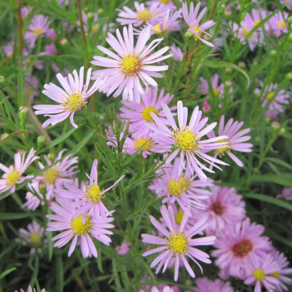 Aster Pink Star – Une multitude d'étoiles rose pâle en automne