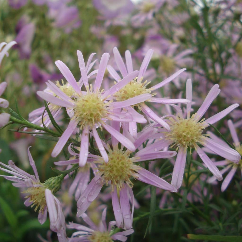 Aster Pink Star – Une multitude d'étoiles rose pâle en automne