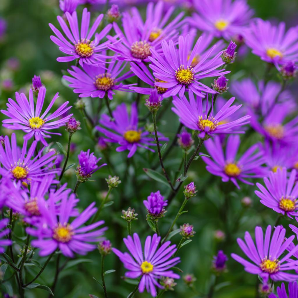 Aster amellus Rudolf Goethe - Œil du Christ - Variété tardive aux ...