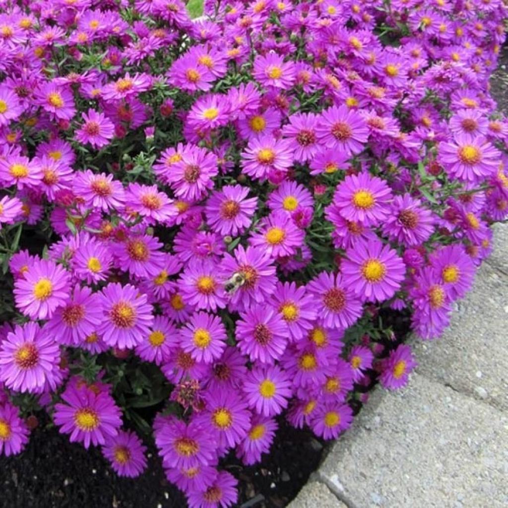 Aster dumosus Anneke - Aster nain compact à fleurs rose-rouge