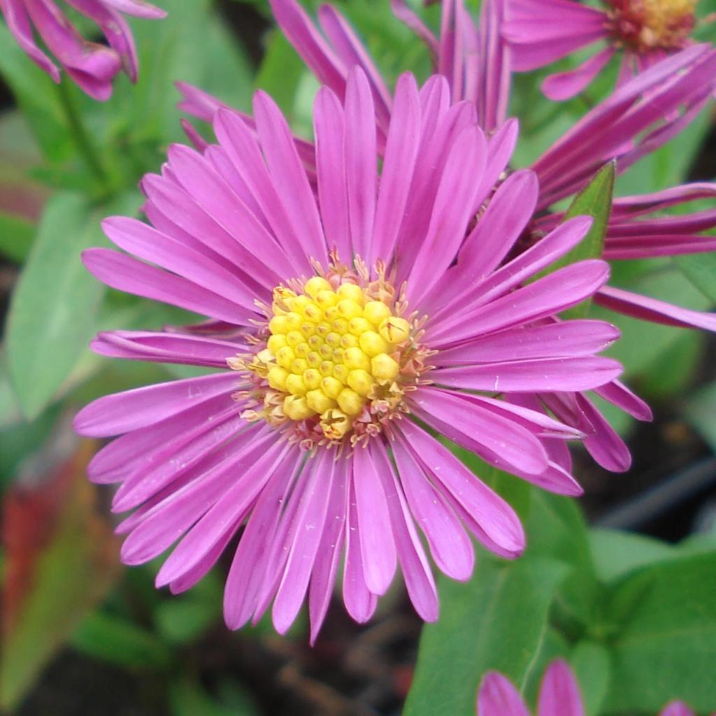 Aster dumosus Jenny - Aster nain - Floraison automnale rose soutenu