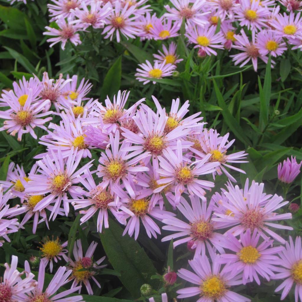 Aster Peter Harrison – Aster nain à grandes fleurs rose tendre