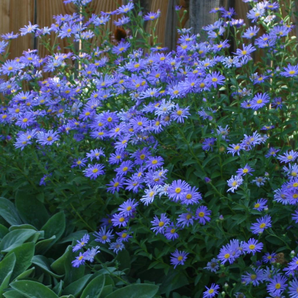 L'Aster novi-belgii Audrey, des corymbes de fleurs bleu lavande.