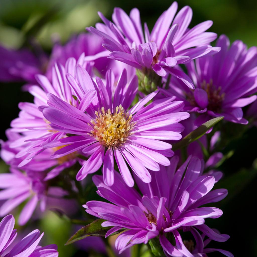 Aster novi-belgii Patricia Ballard – Grand Aster rose, semi-double