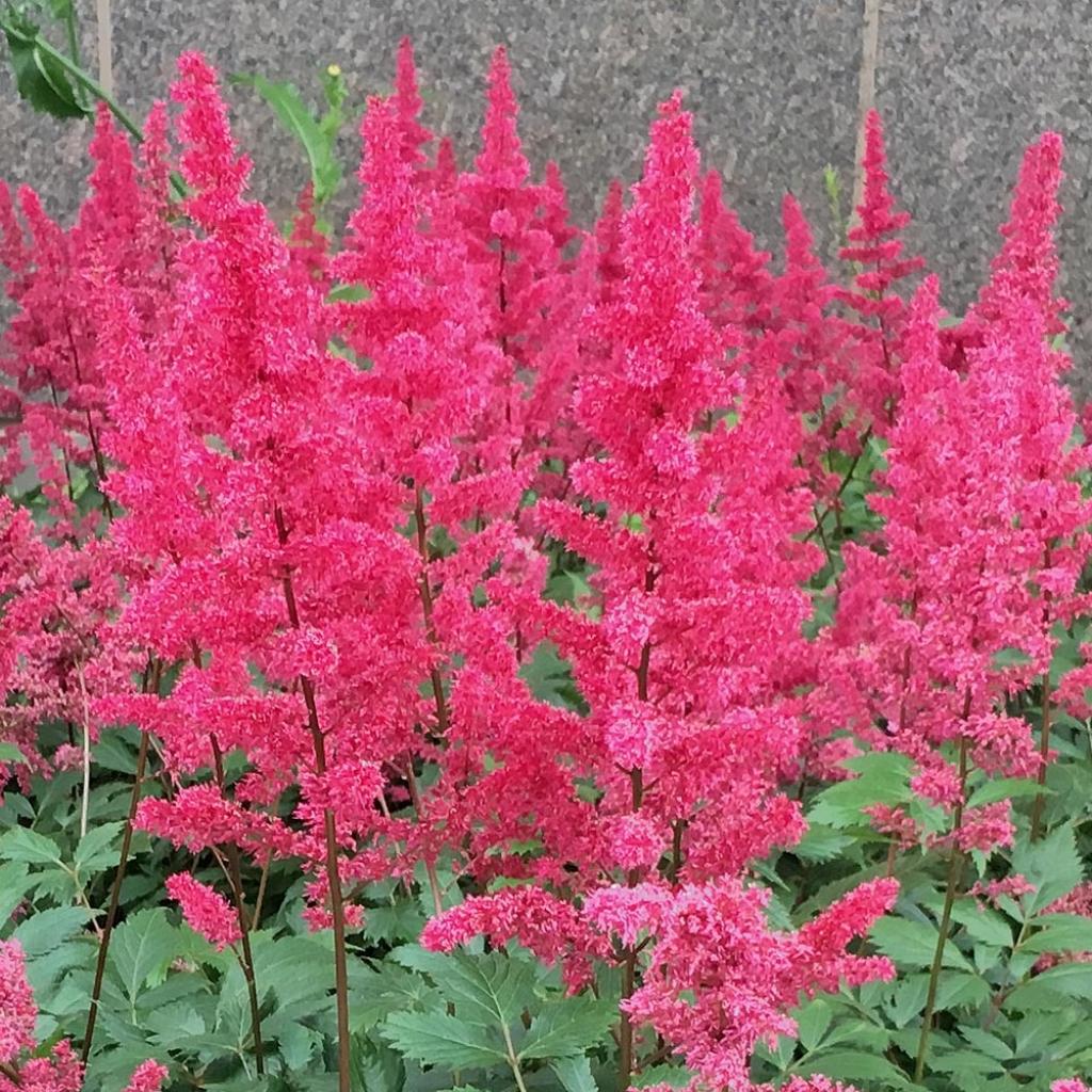 Astilbe chinensis Vision in Red - Astilbe compacte à floraison rouge ...