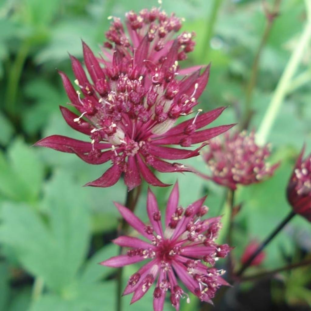Astrantia major Ruby Star - Astrance à fleurs rouge sombre