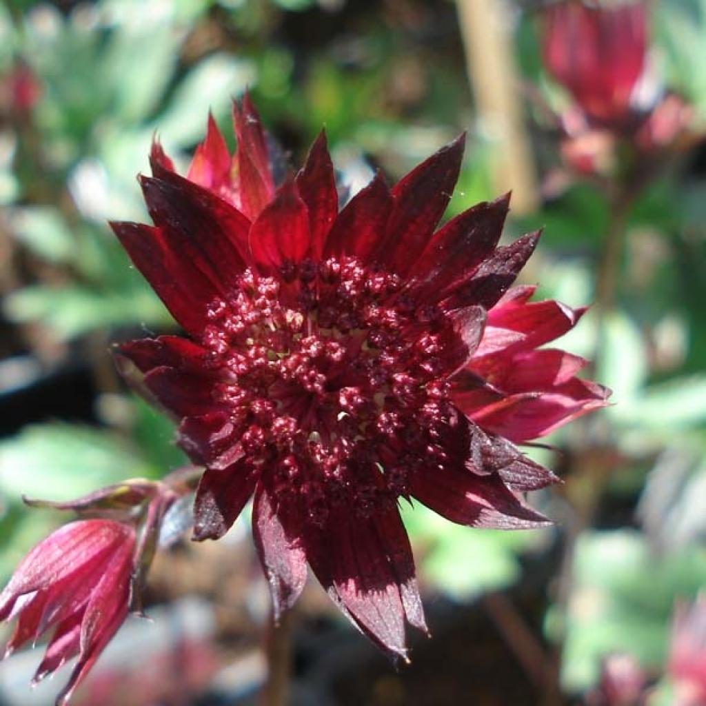 Astrantia major Ruby Star - Astrance à fleurs rouge sombre