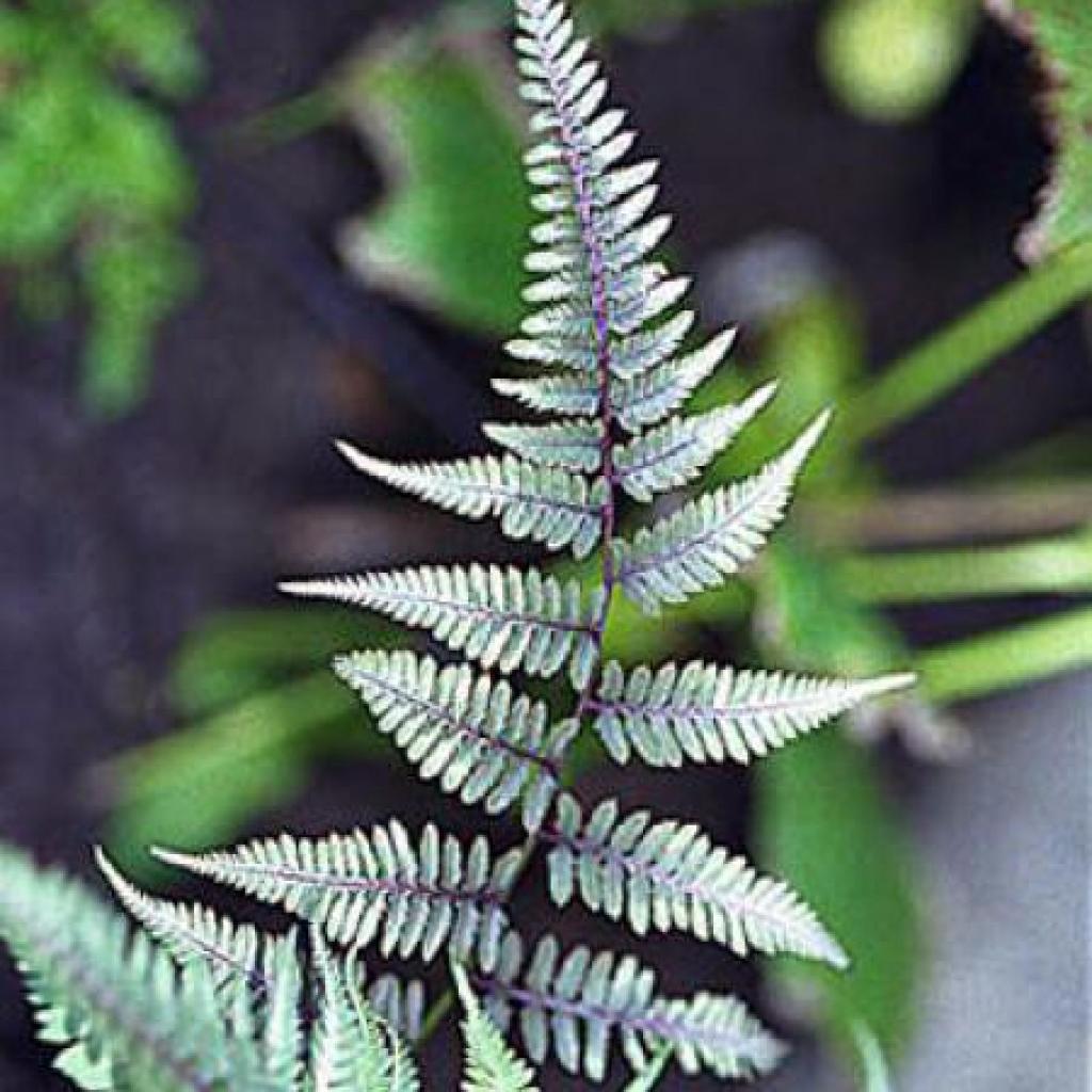 Athyrium niponicum pictum Metallicum - Fougère femelle japonaise argentée
