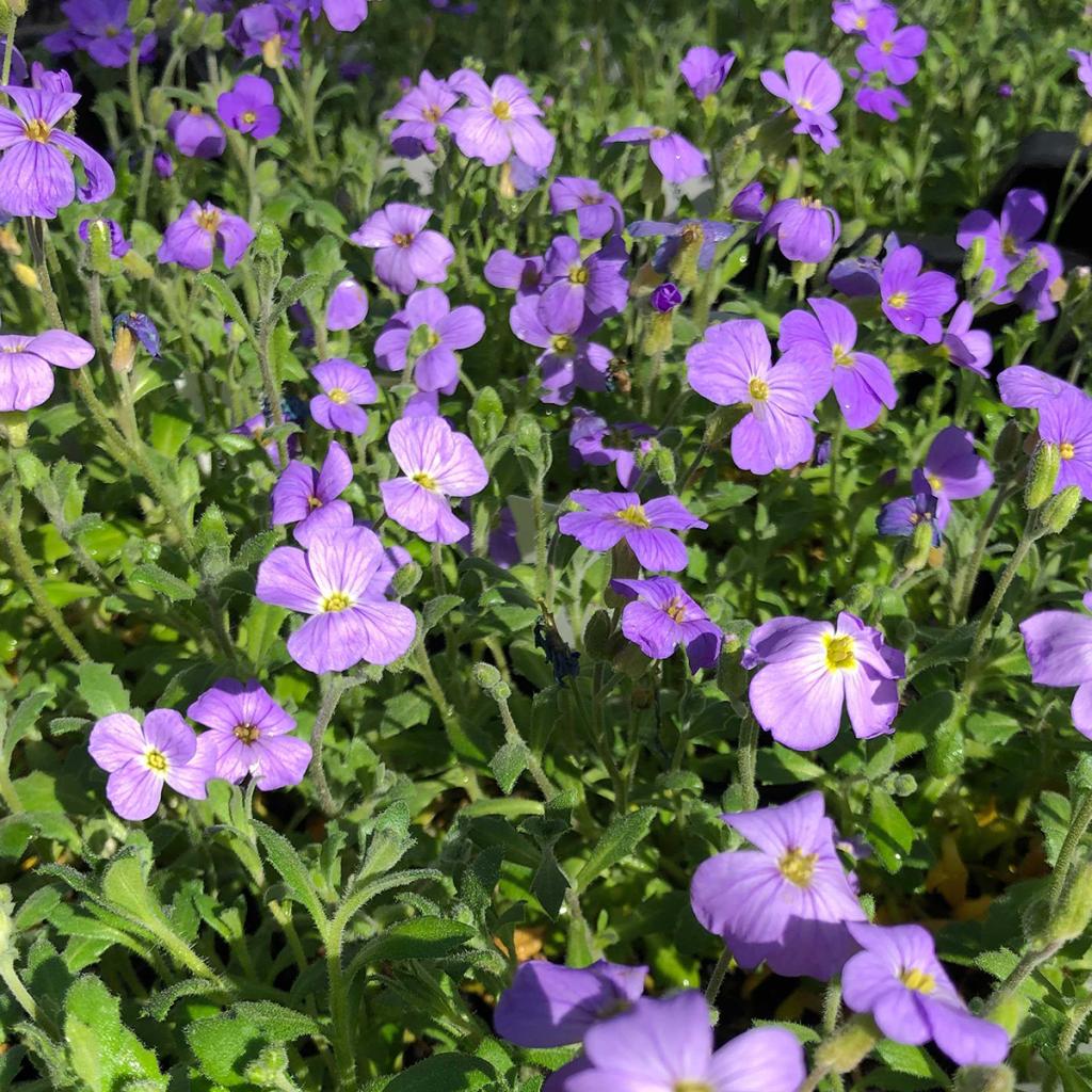 Aubrieta Cascade Blue - Aubriète à fleurs bleu lilas
