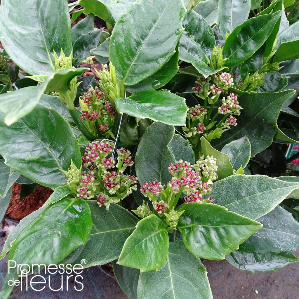 Aucuba japonica Rozannie - Aucuba du Japon au port compact et touffu