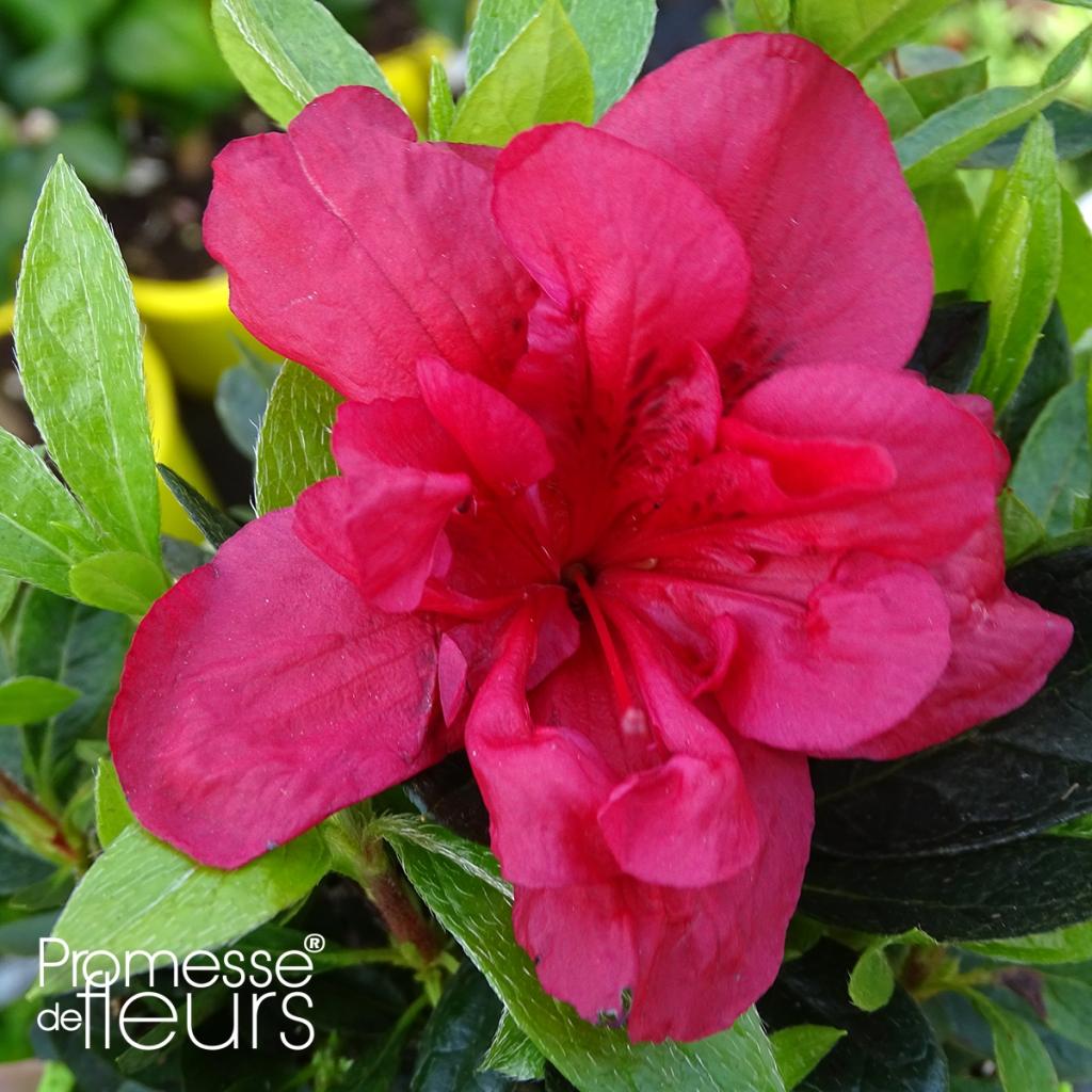 Azalea hybride ENCORE Autumn Fire - Des fleurs semi doubles d'un rouge ...
