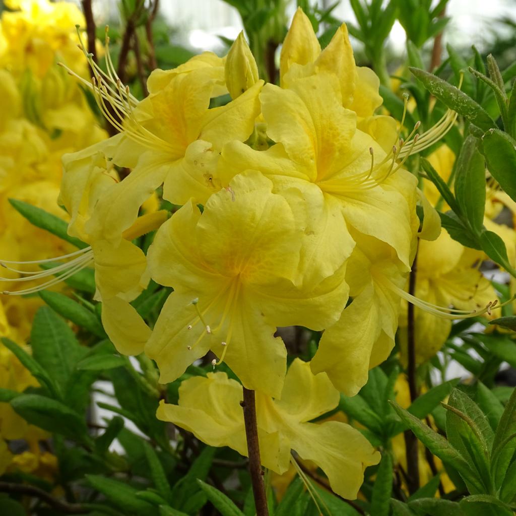 Azalée mollis Anneke - Rhododendron hybride à floraison jaune canari