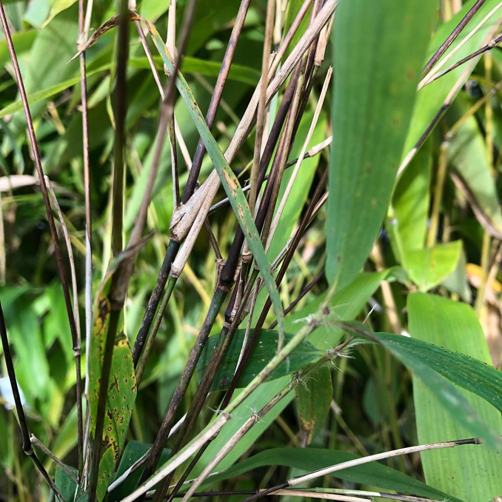 Fargesia yunnanensis - Grand Bambou non traçant