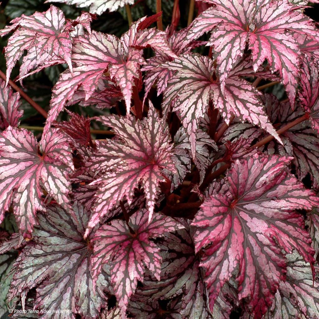 Bégonia Garden Angel Plum - Vivace, rustique jusqu'à -10°C, à feuilles ...