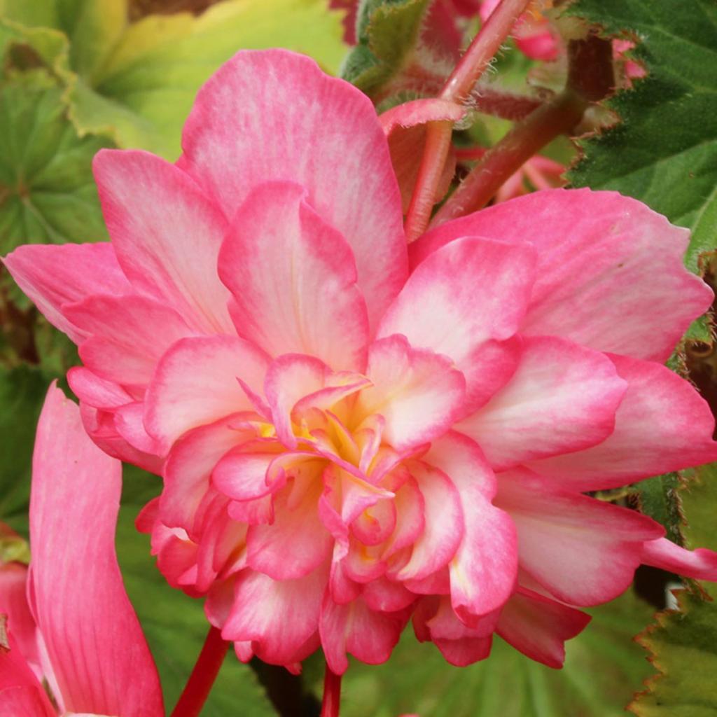 Begonia pendula Pink Balcony - Begonia retombant - Begonia pendula ...
