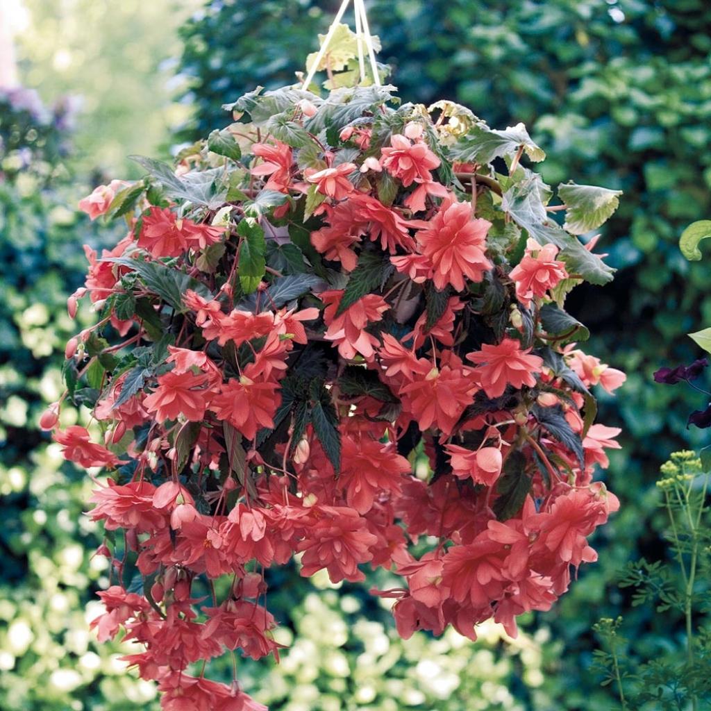 Bégonia retombant Illumination Saumon - Begonia pendula.