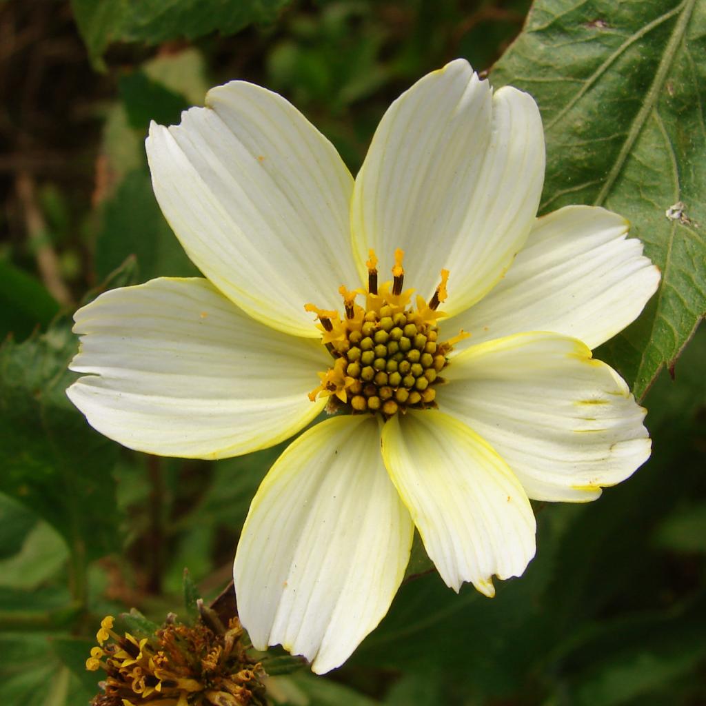 Bidens aurea - Vivace rustique à fleurs jaunes et blanches