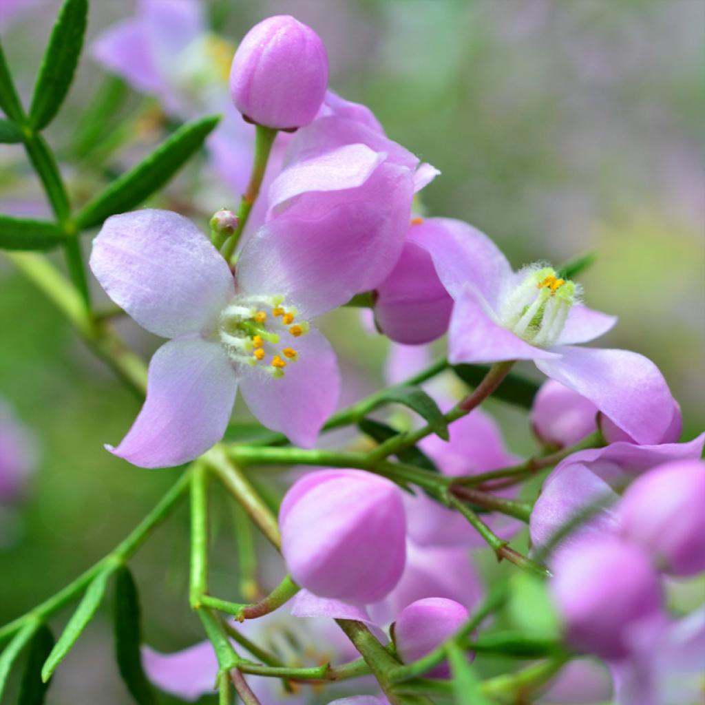 Boronia pinnata var. muelleri - Boronie forestière - Arbuste australien ...
