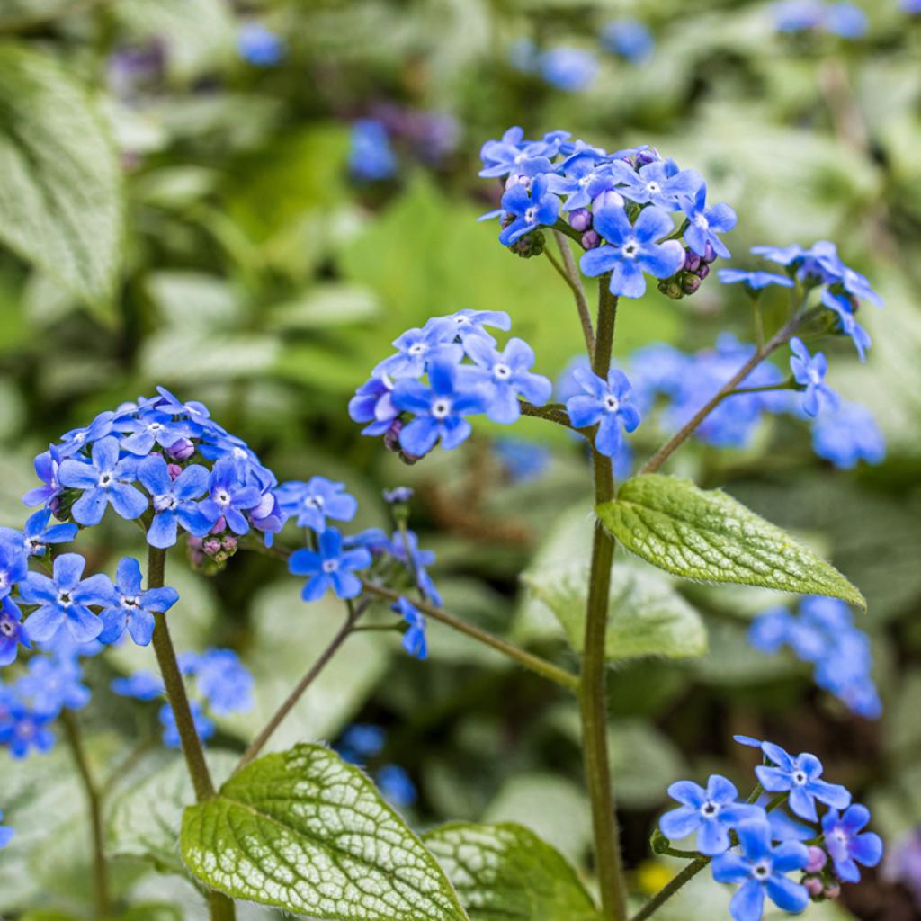 Brunnera macrophylla Queen of Hearts - Myosotis du Caucase à feuillage ...