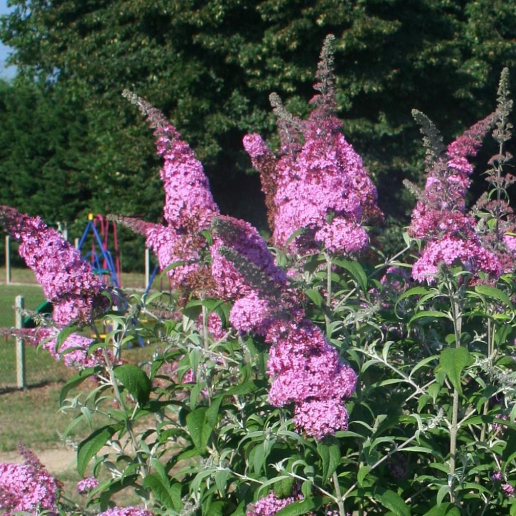 Buddleja davidii Pink Panther - Arbre à papillons compact à longue ...