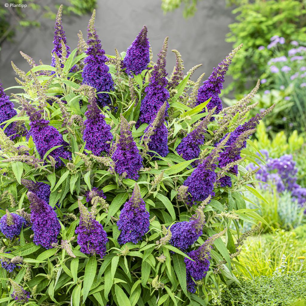 Buddleja davidii Butterfly Candy Little Purple - Arbre aux papillons ...