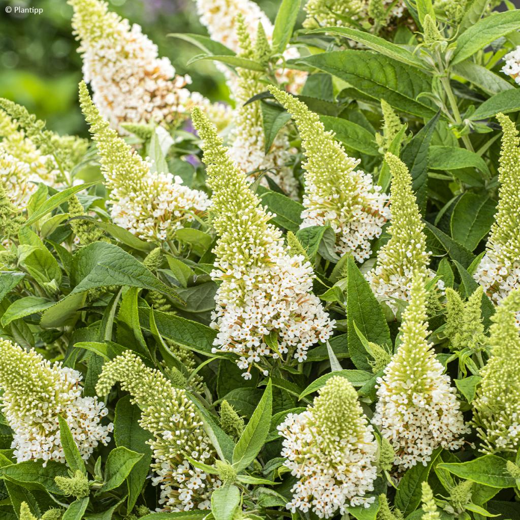 Buddleja davidii Butterfly Candy Little White - Arbre aux papillons ...