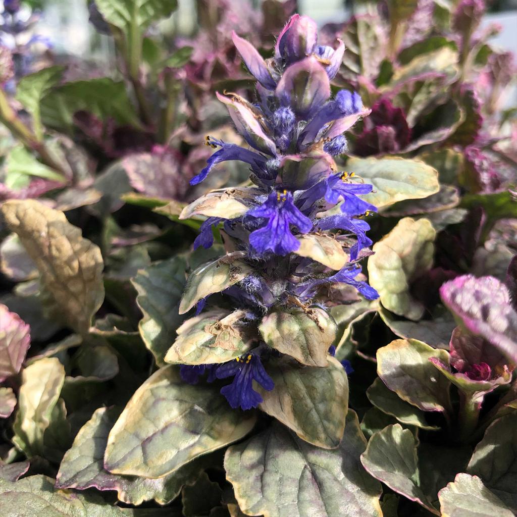 Ajuga reptans Burgundy Glow – Bugle rampante panachée
