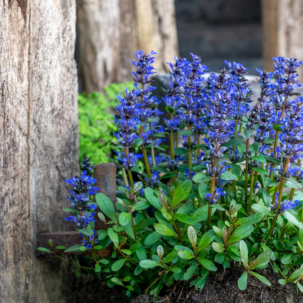 Ajuga reptans - Bugle rampant- couvre-sol à fleurs bleues