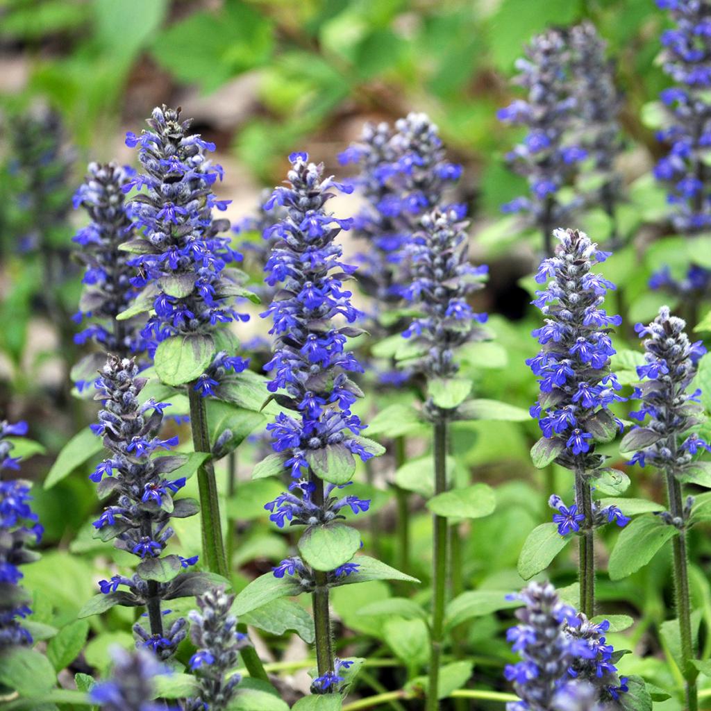 Ajuga reptans - Bugle rampant- couvre-sol à fleurs bleues