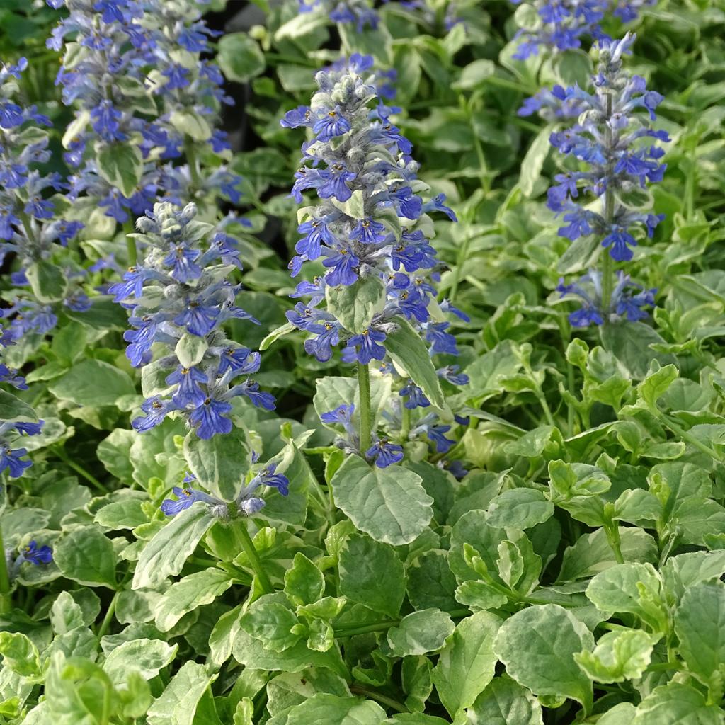 Ajuga reptans Variegata – Bugle rampante panachée de crème