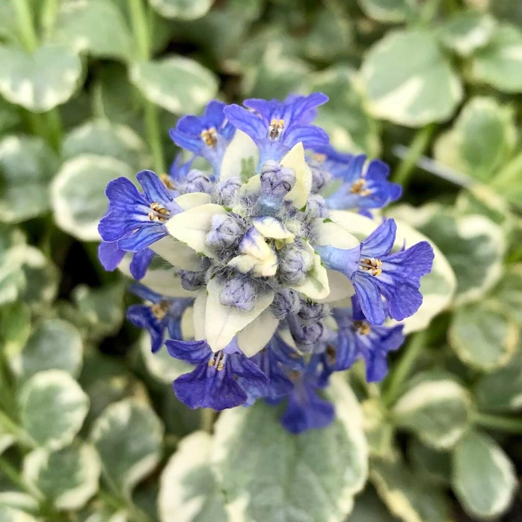 Ajuga reptans Variegata – Bugle rampante panachée de crème