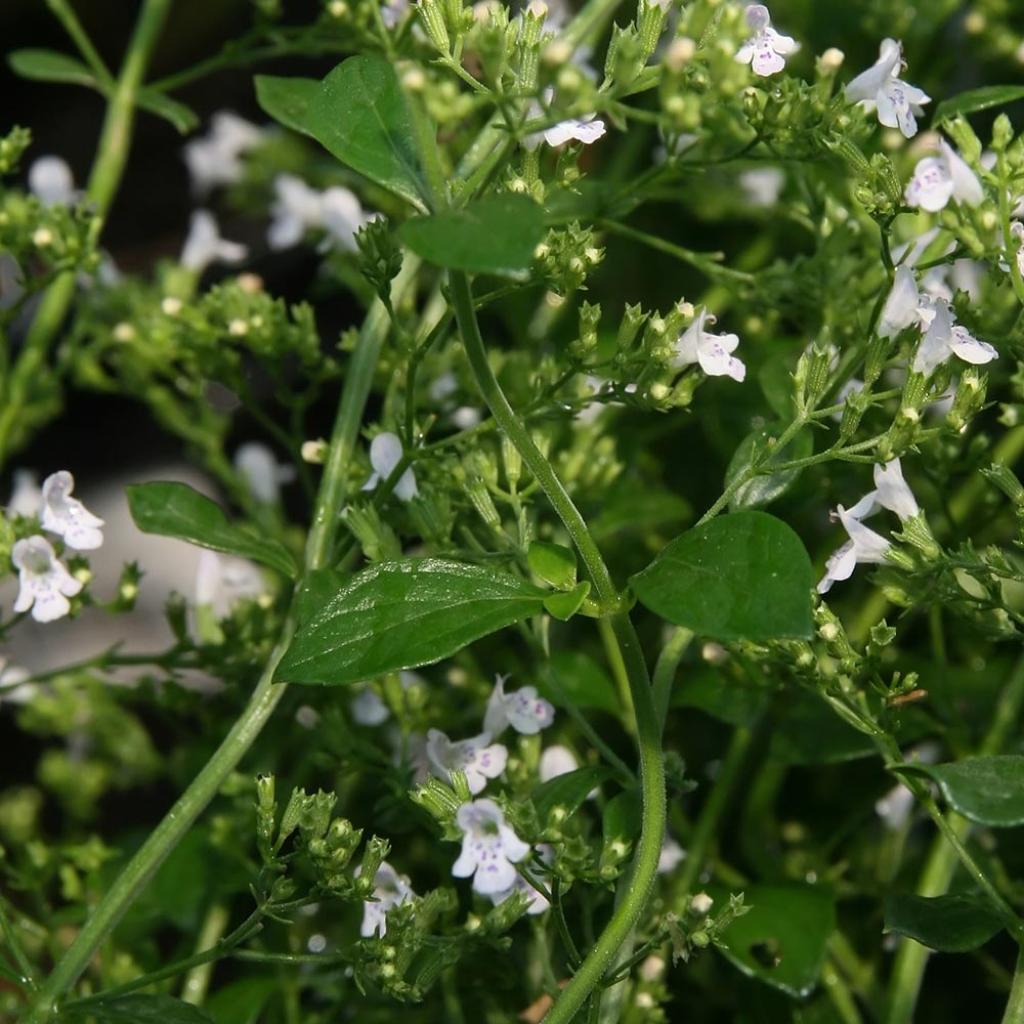 Calamintha nepeta White Cloud - Calament aux fleurs blanc pur.