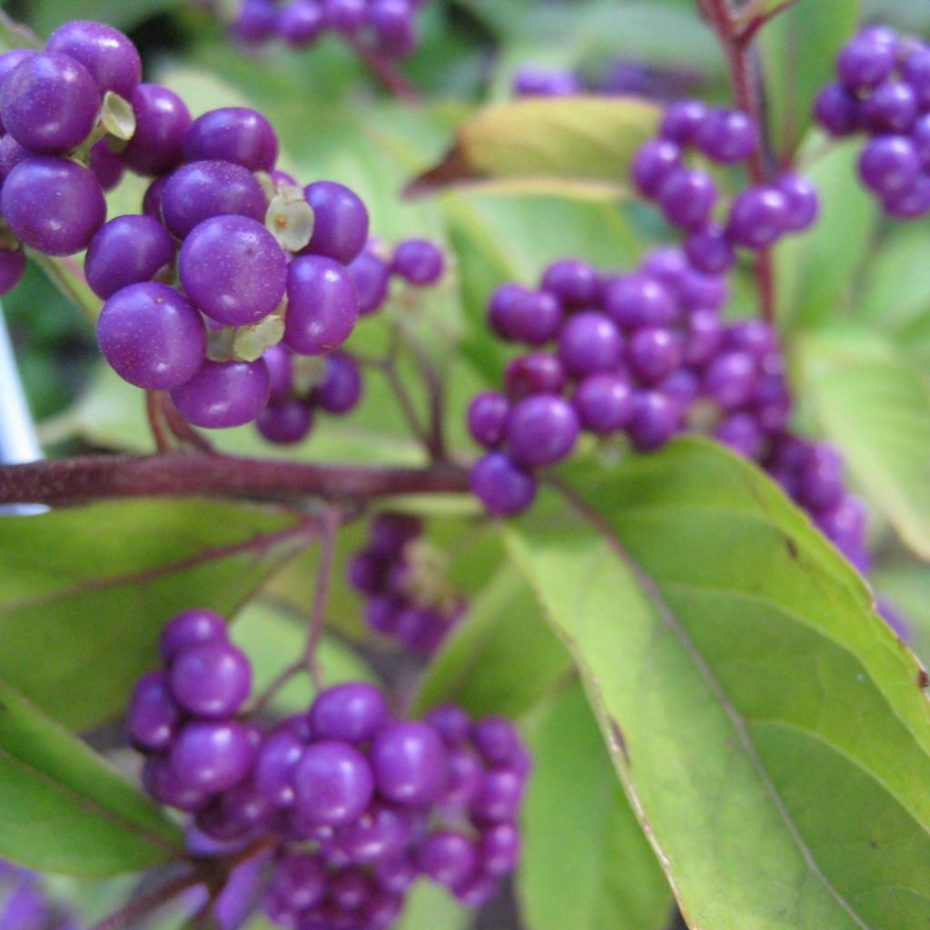 Callicarpa dichotoma Issai - Arbuste aux bonbons à baies violettes