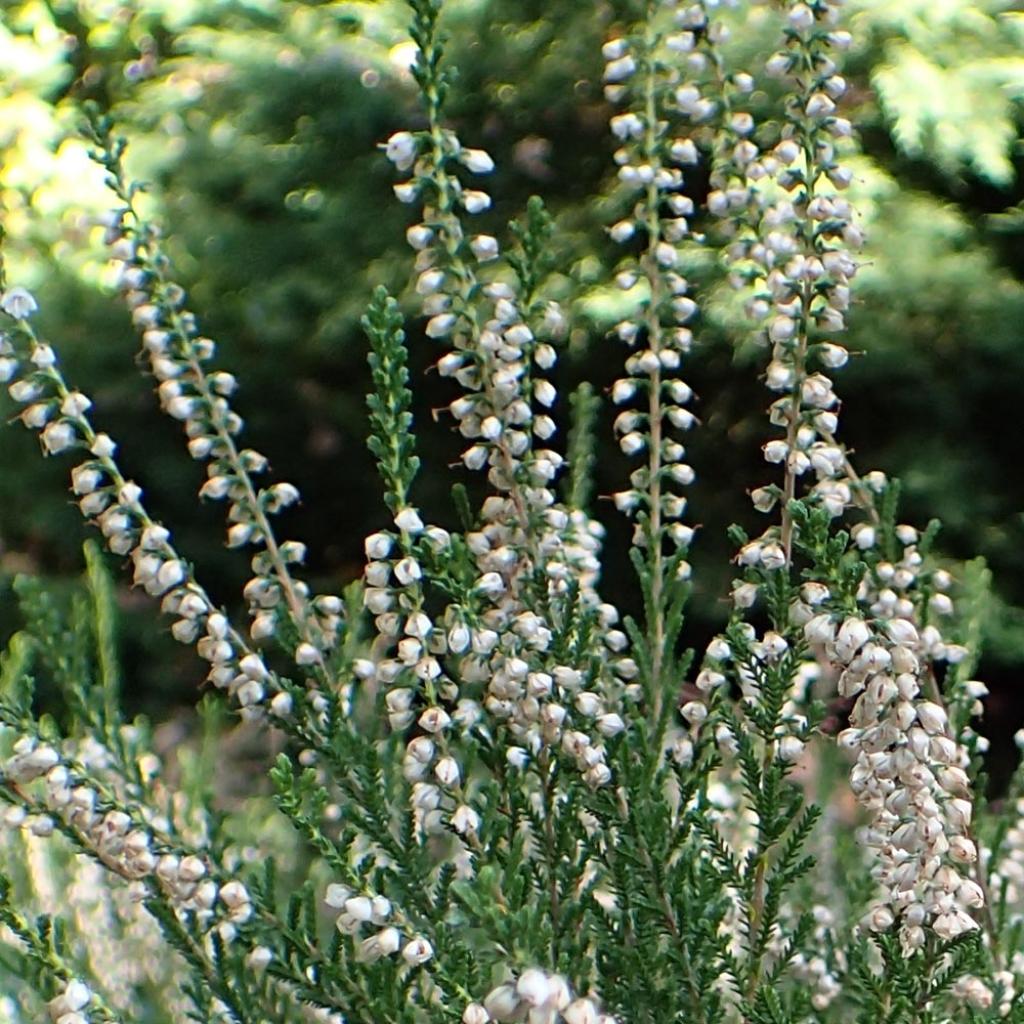 Calluna vulgaris Alba - Bruyère commune à fleurs blanc éclatant