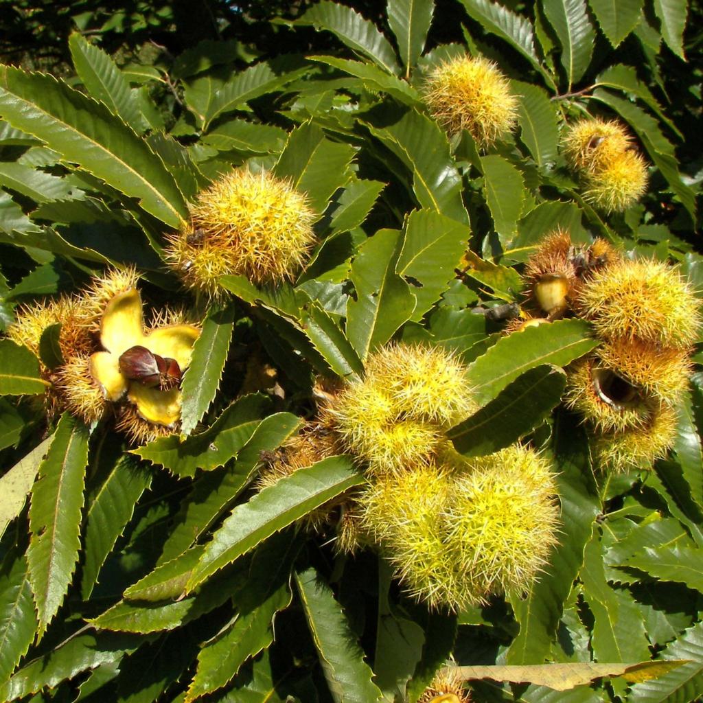 Châtaignier commun - Castanea sativa, grand arbre produisant les marrons comestibles
