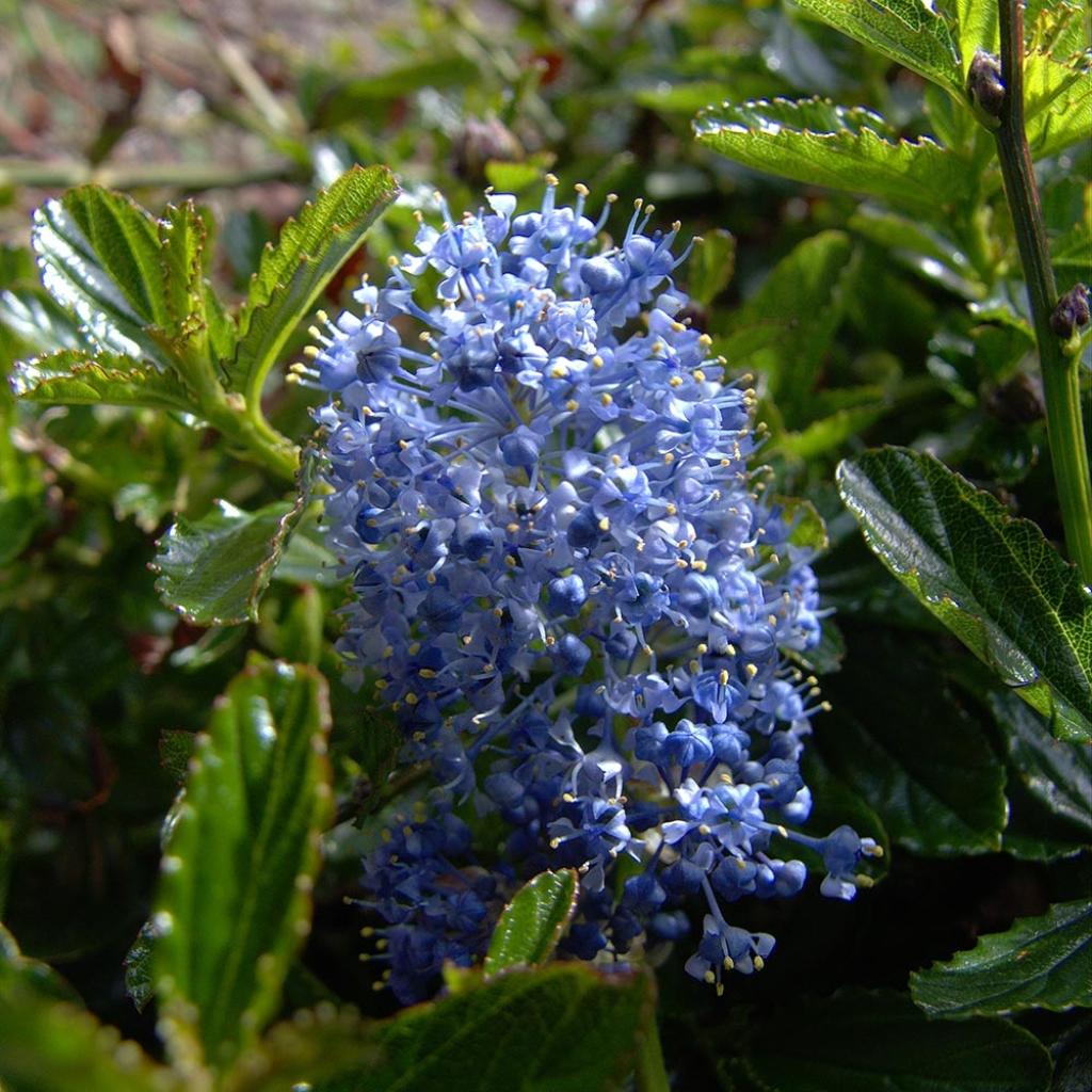Ceanothus Burkwoodii - Céanothe persistant d'été