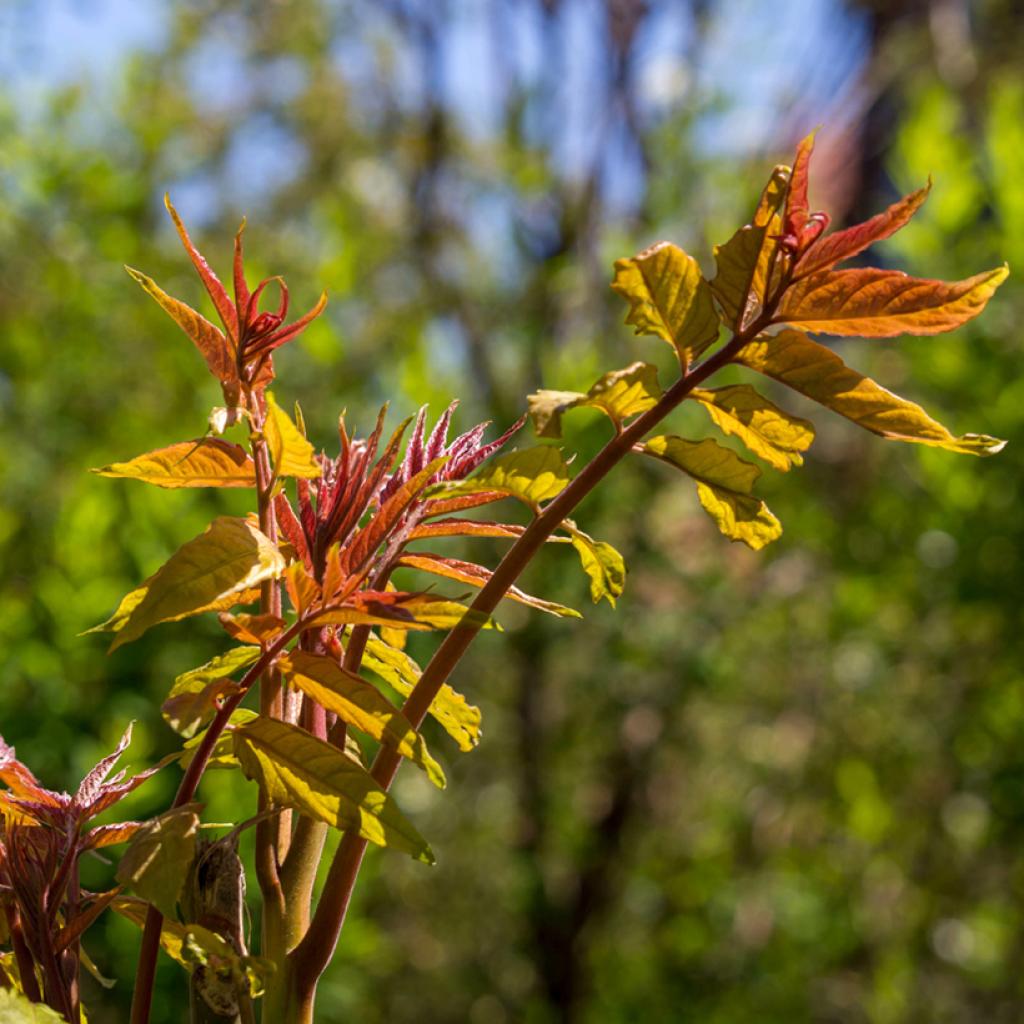 Cedrela sinensis ou Toona sinensis - Acajou de Chine - Arbre caduc ...