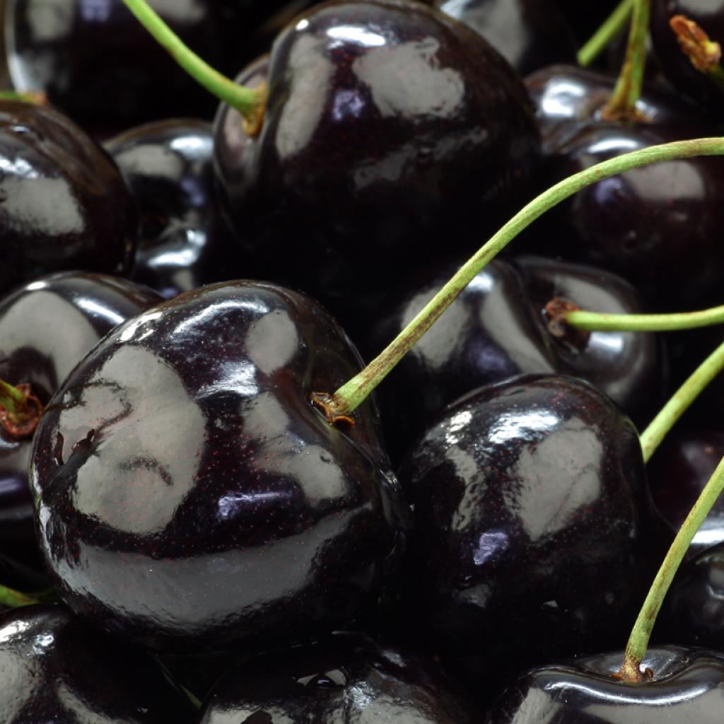 Cerisier Bigarreau Noir - Prunus avium - Variété à grosses cerises ...