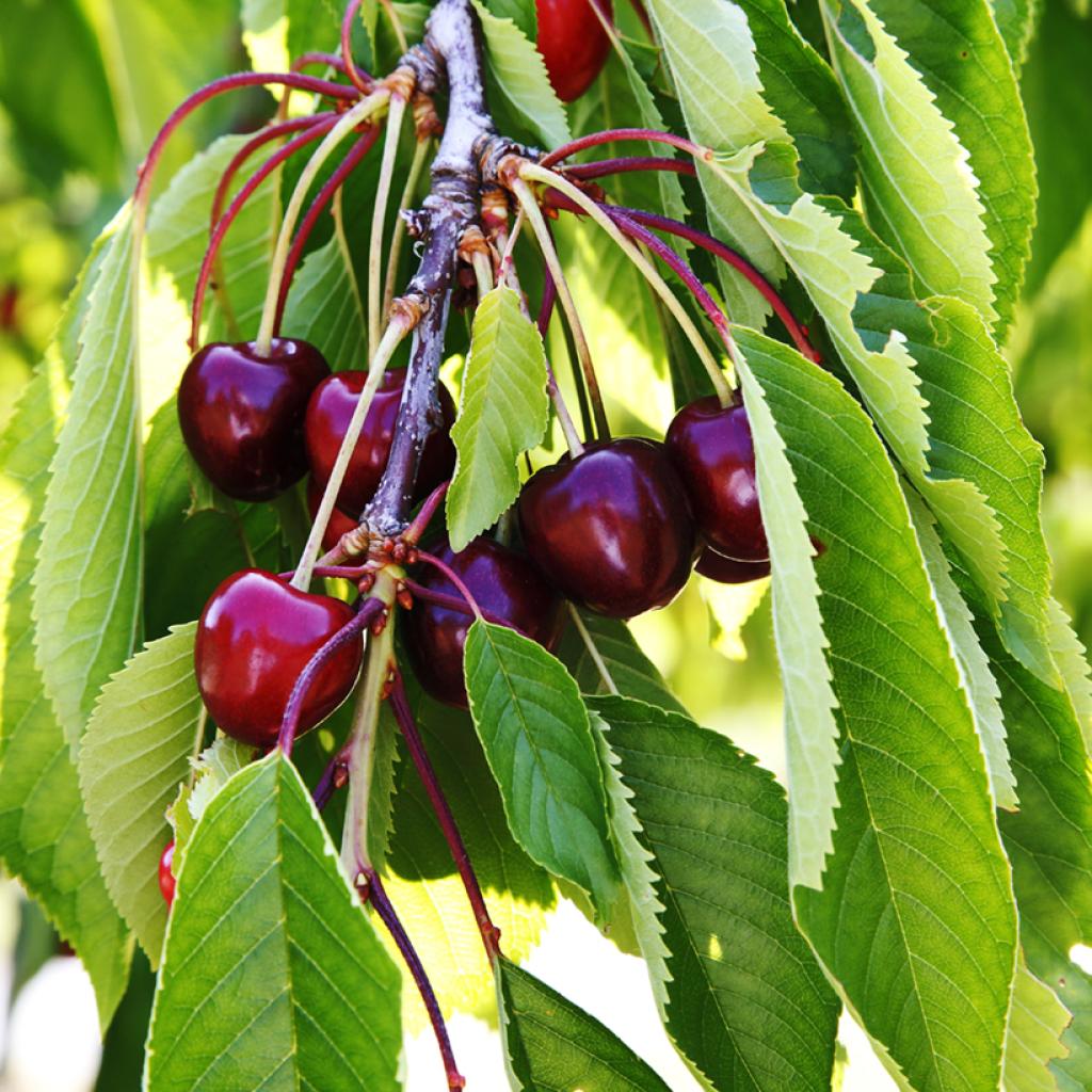 Cerisier Bigarreau Noir de Meched issu de l'Agriculture Biologique ...