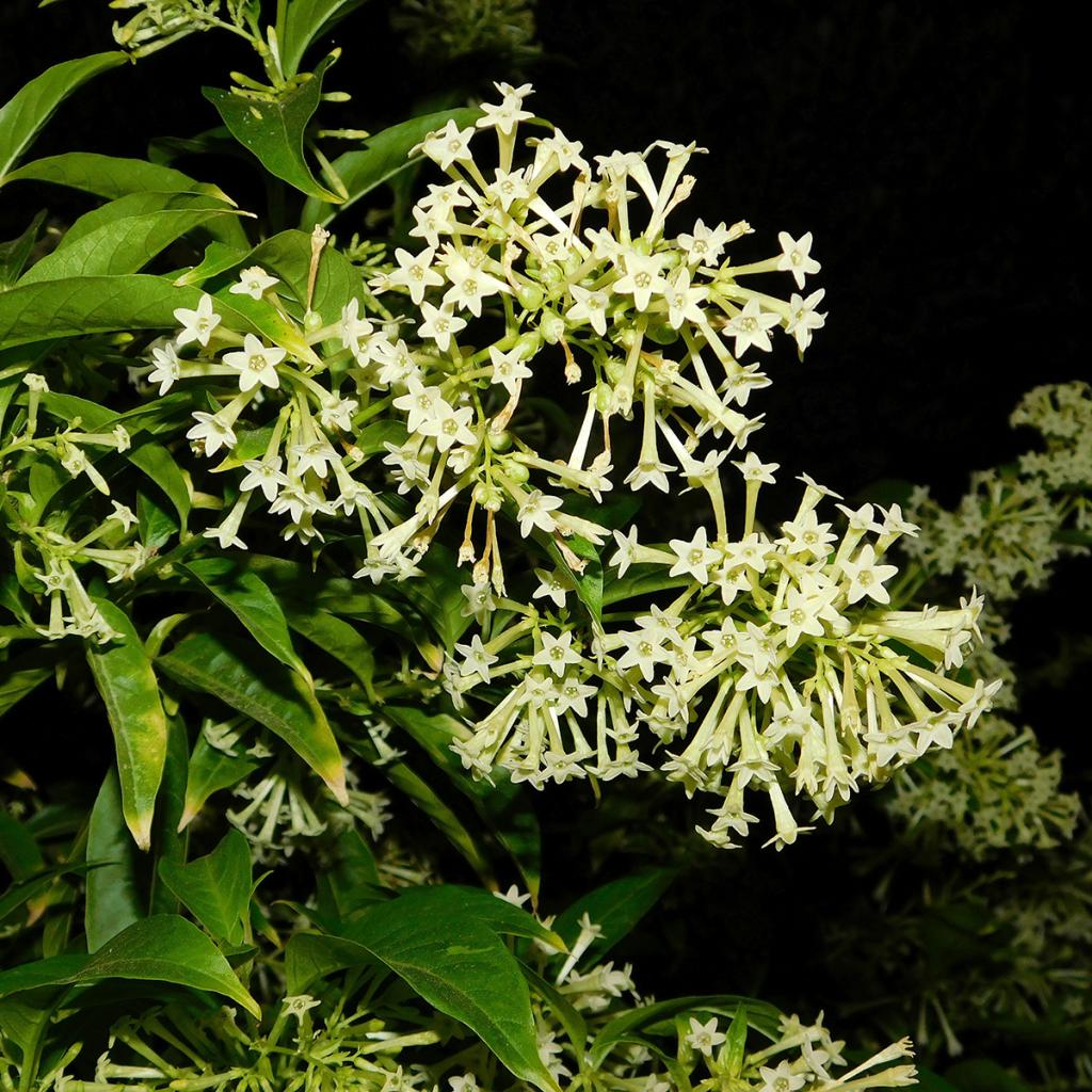 Galant de nuit - Cestrum nocturnum - Arbuste à floraison nocturne très ...